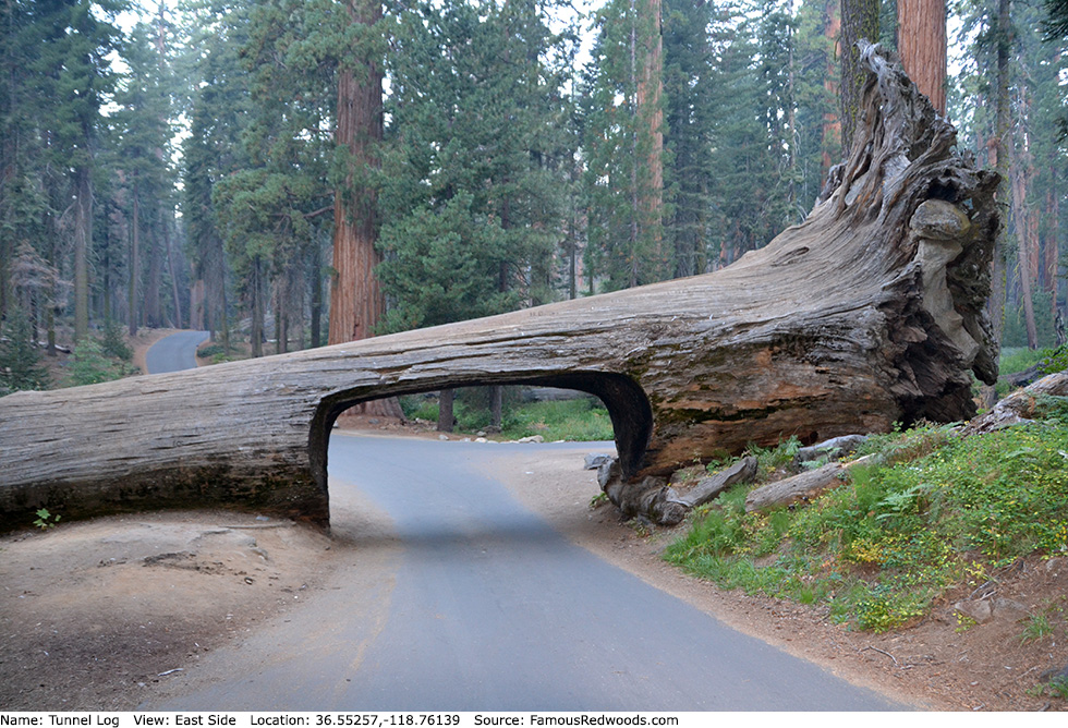 Tunnel Log Famous Redwoods